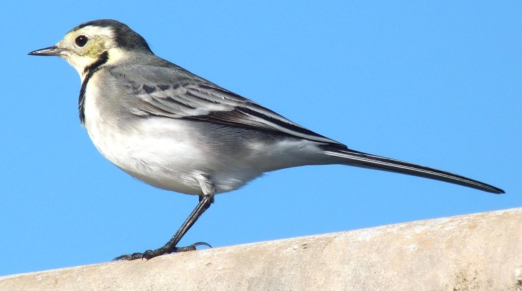 PIED WAGTAIL – ROLLING HARBOUR GALLERY